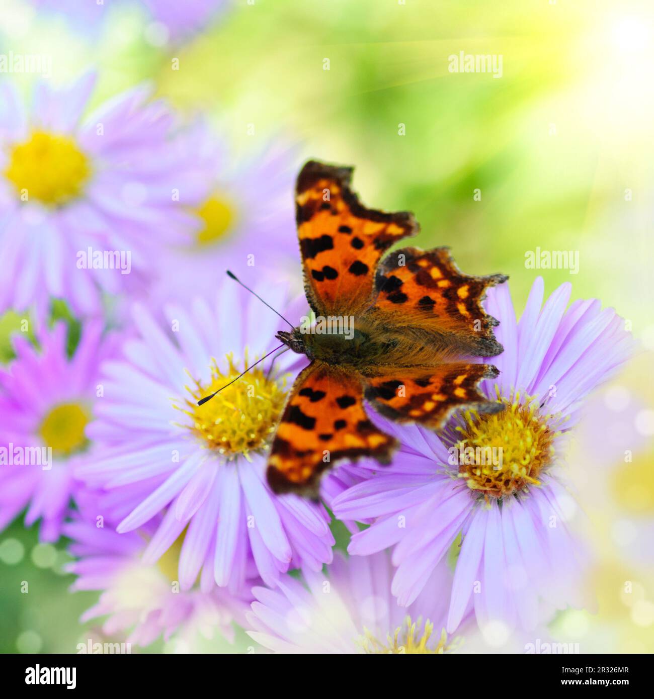 Horizontal plant lilac hi-res stock photography and images - Alamy