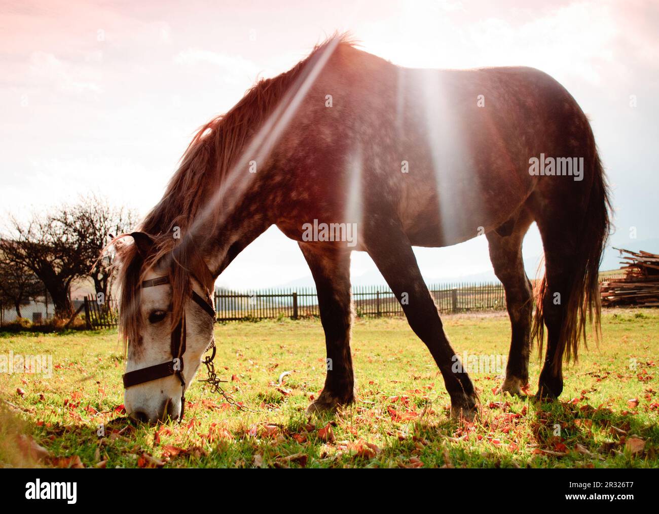 Sunset glow on horse hi-res stock photography and images - Alamy