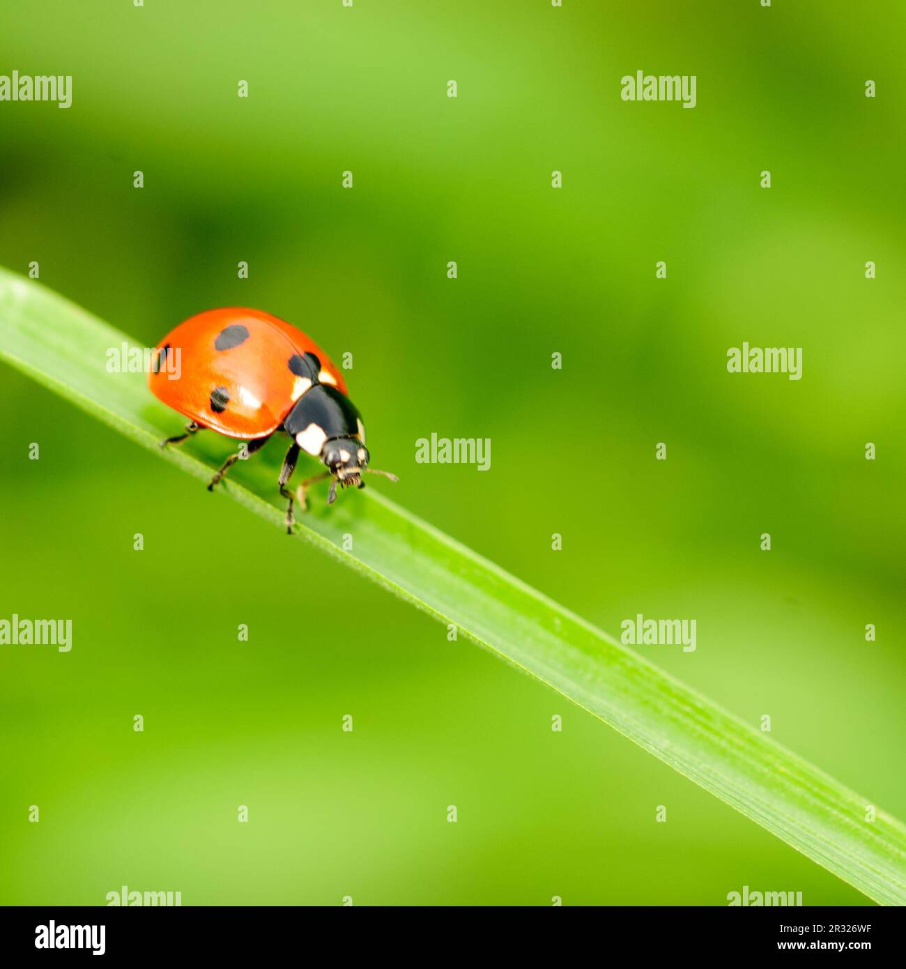 Ladybird grass hi-res stock photography and images - Alamy