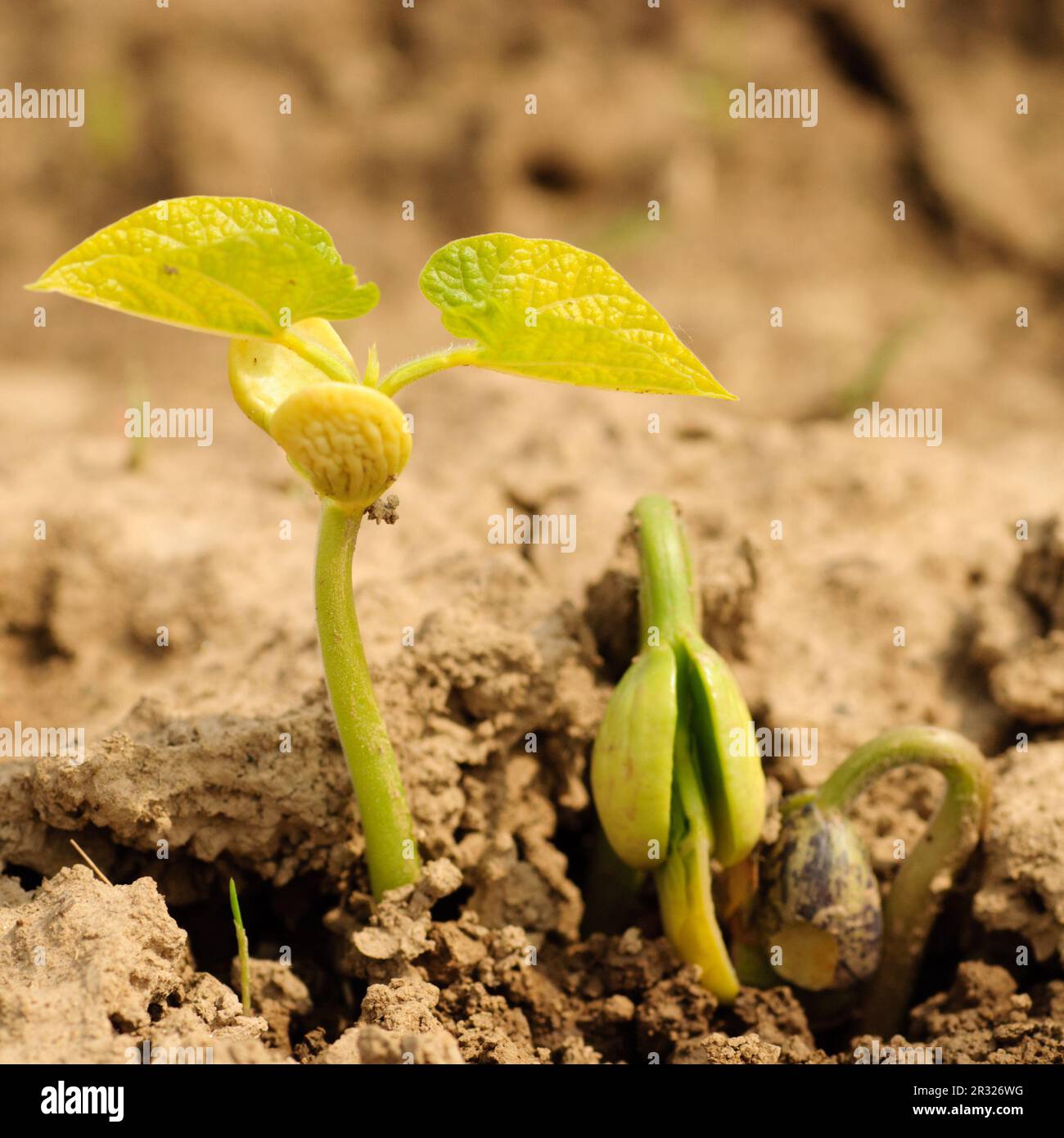 Seed dirt bean hi-res stock photography and images - Alamy