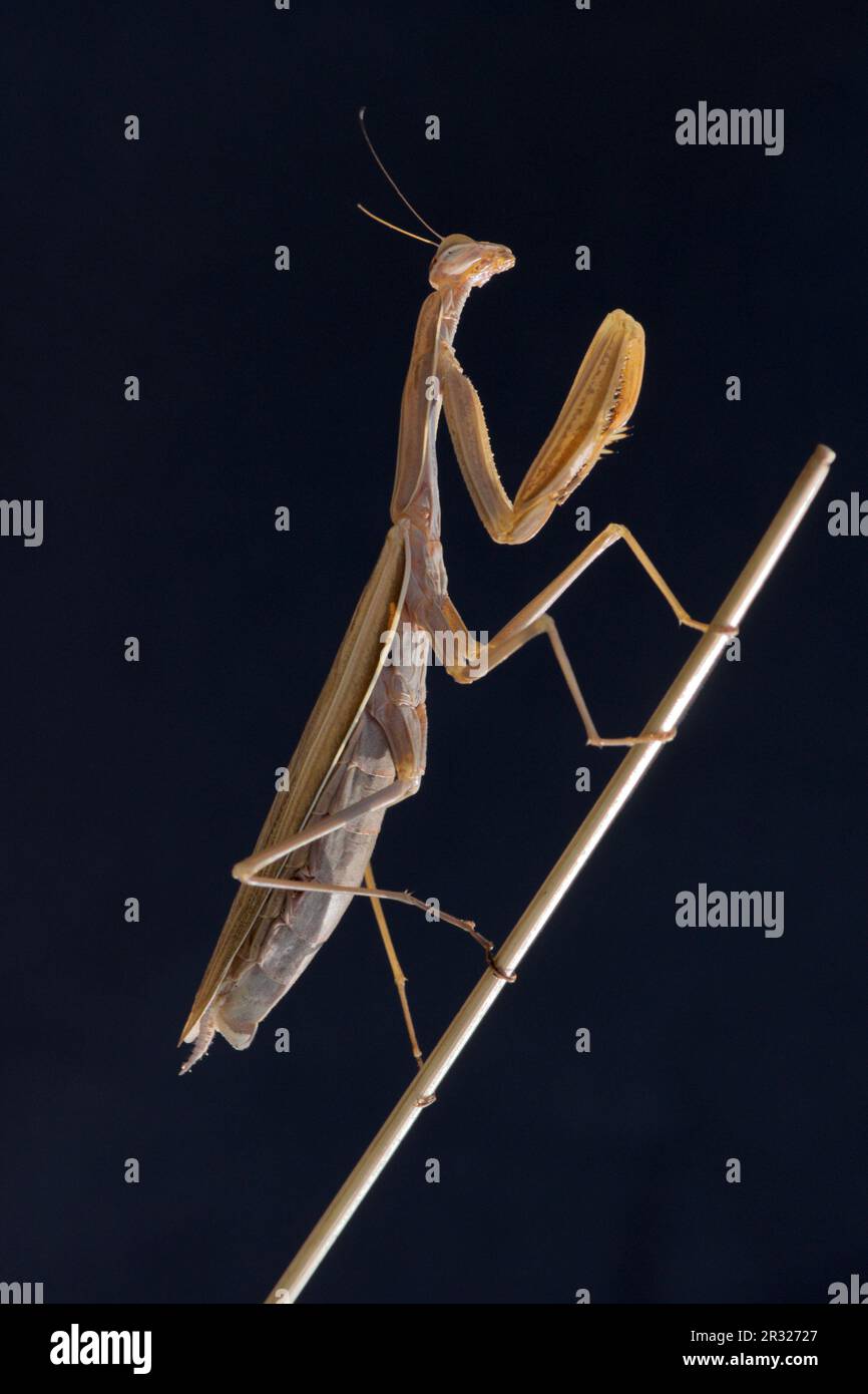 Mantis mantodea hi-res stock photography and images - Alamy