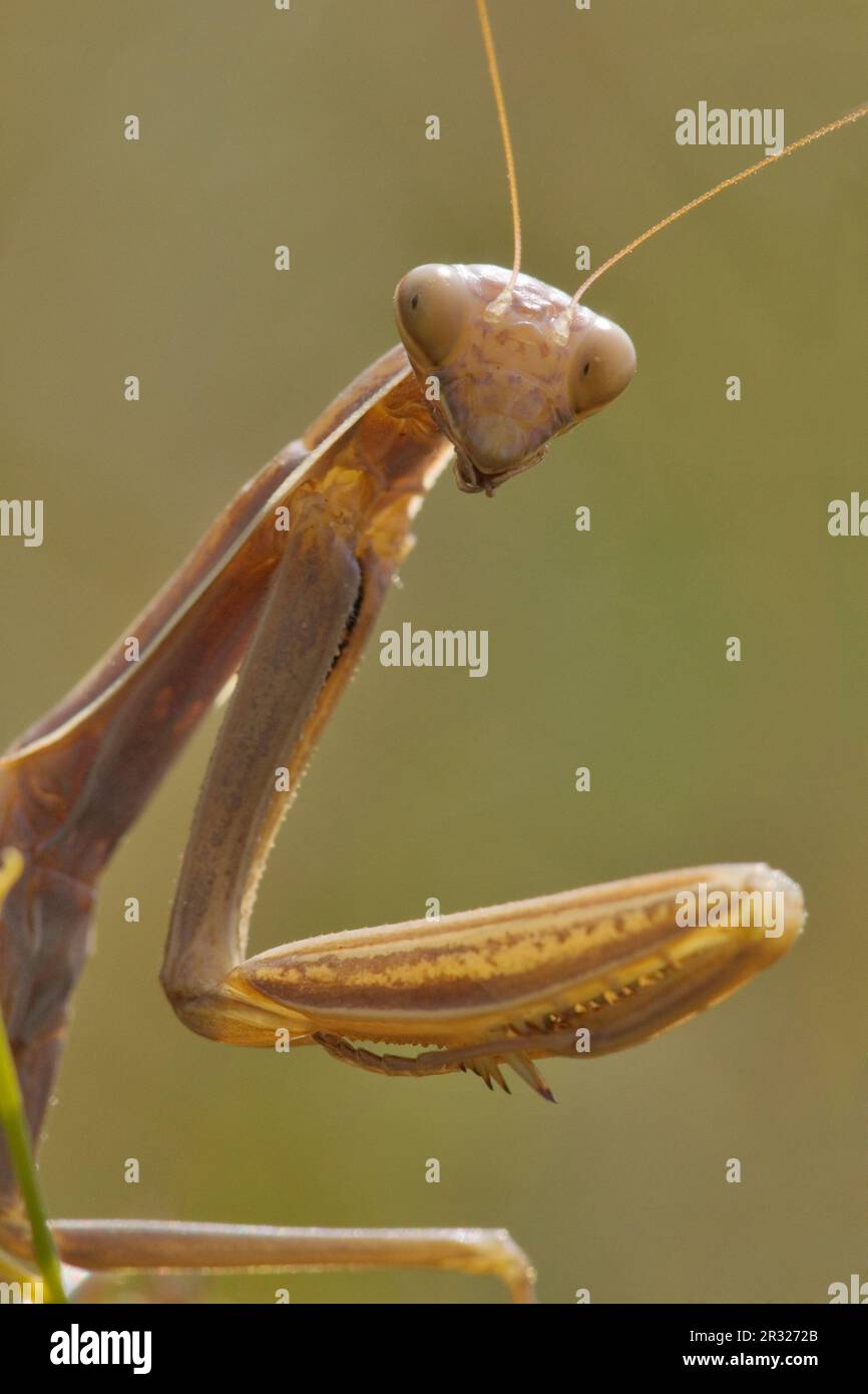 Mantis mantodea hi-res stock photography and images - Alamy