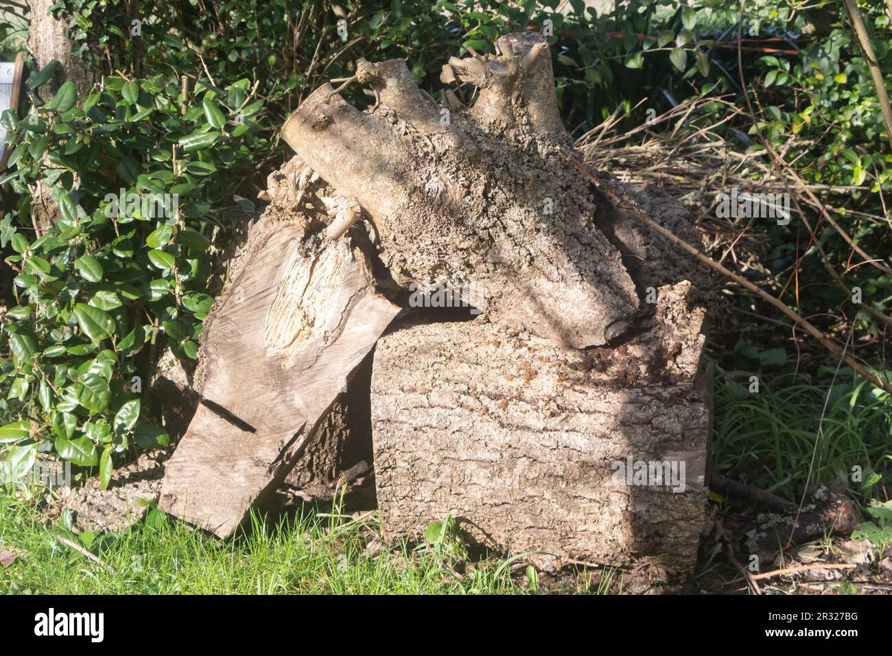 Cutting down a tree hi-res stock photography and images - Alamy