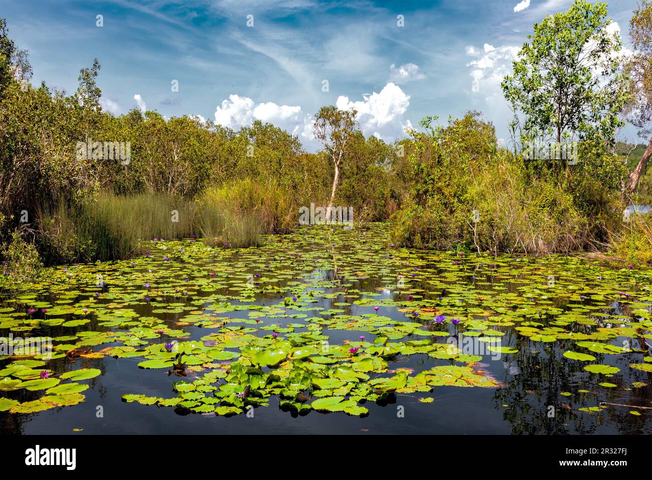 Marshland at Rayong Botanical Garden with lotus flowers, shrubs, and ...