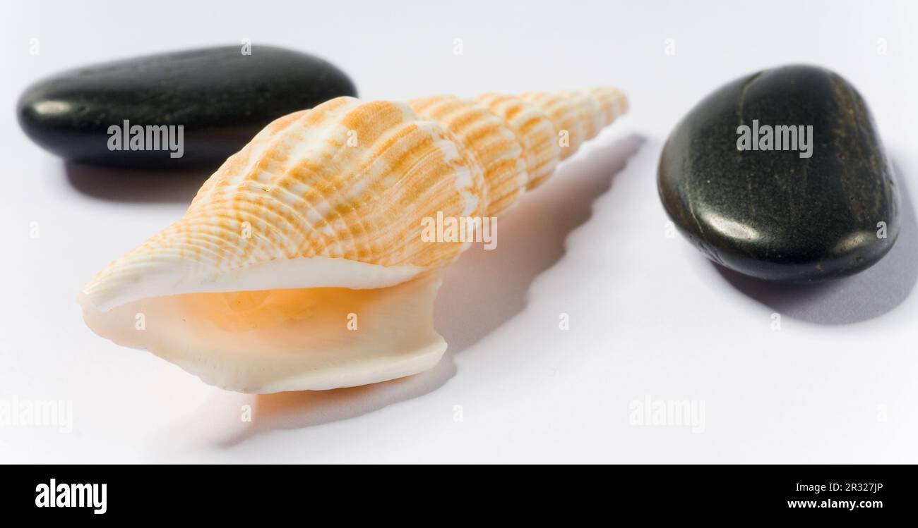 Snail shell shell and stones Stock Photo - Alamy