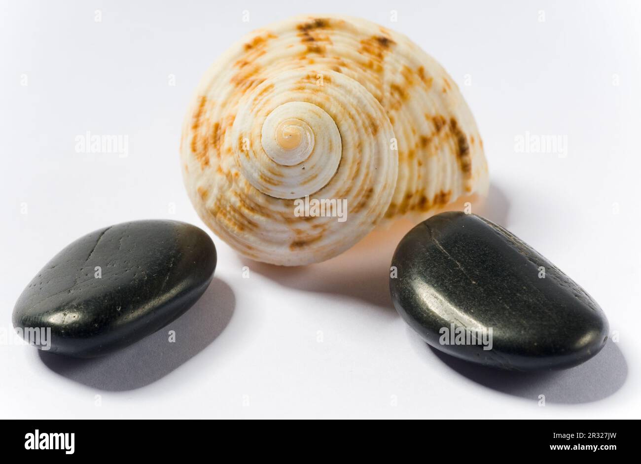 Snail shell shell and stones Stock Photo - Alamy