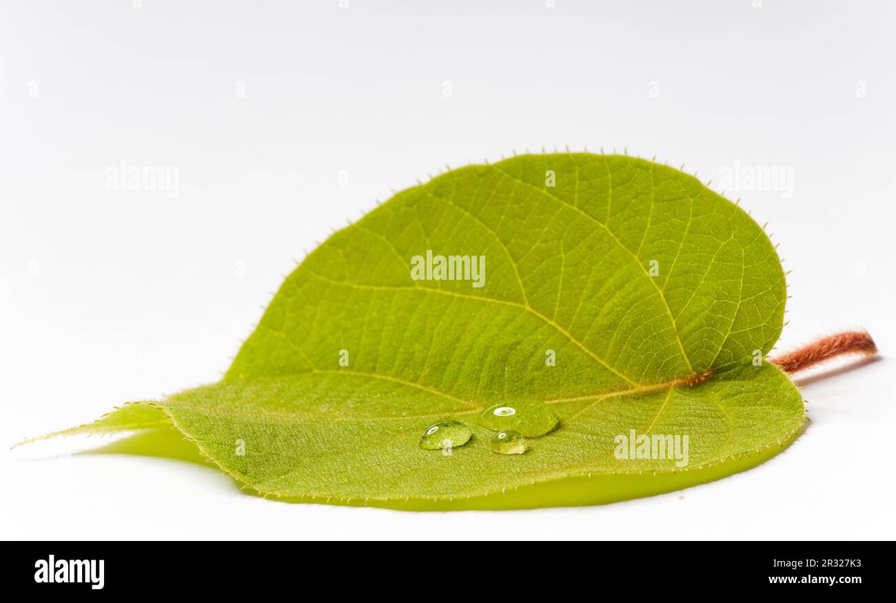 Leaf with drop Stock Photo - Alamy