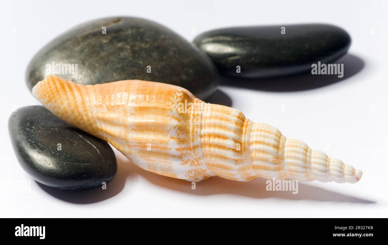 Snail shell shell and stones Stock Photo - Alamy