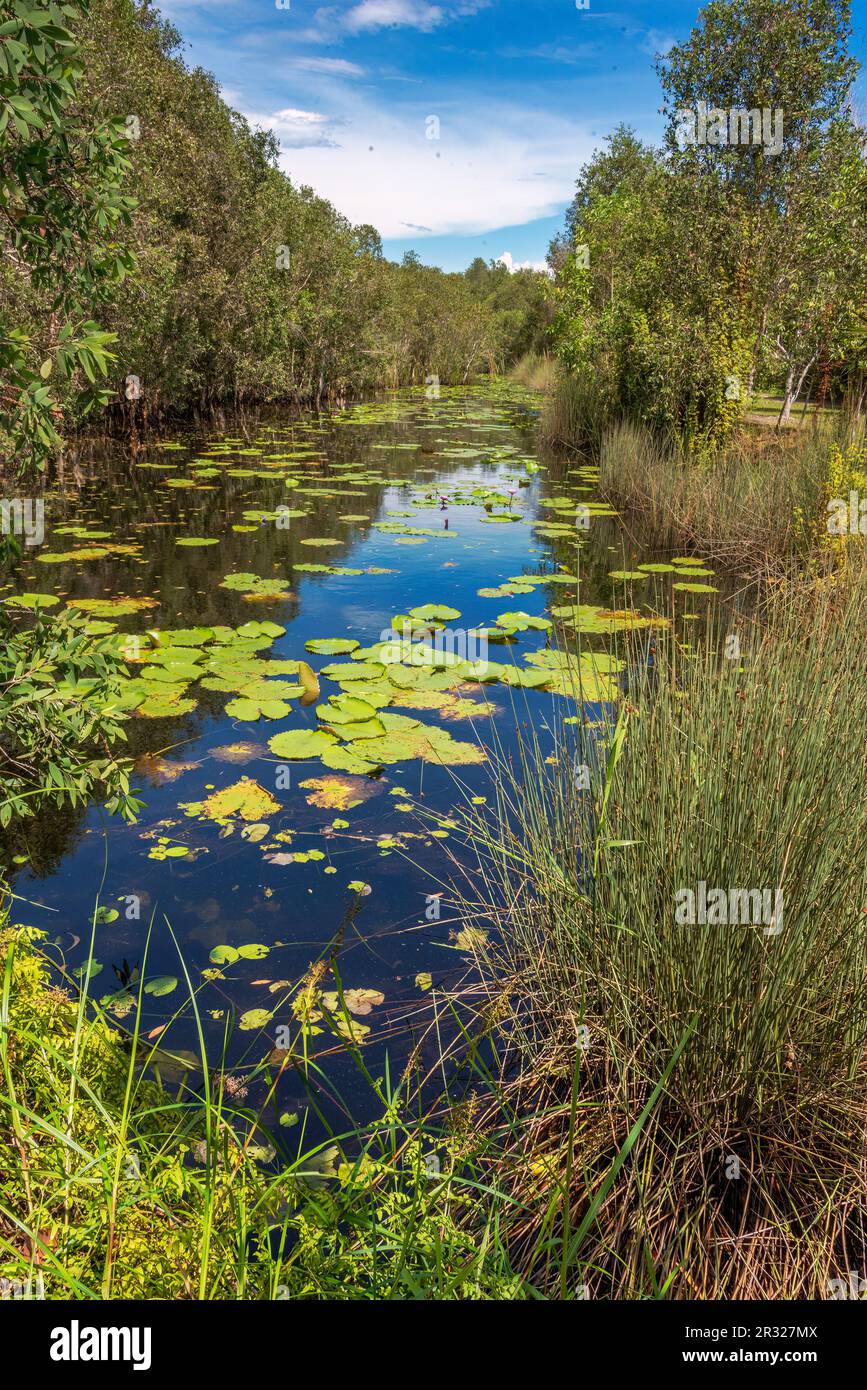 Marshland at Rayong Botanical Garden with lotus flowers, shrubs, and ...