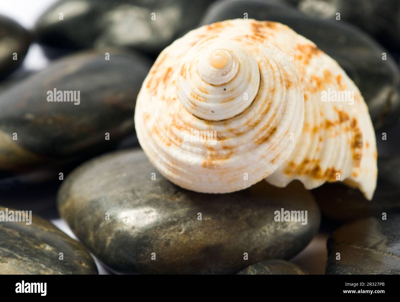 Snail shell shell and stones Stock Photo - Alamy