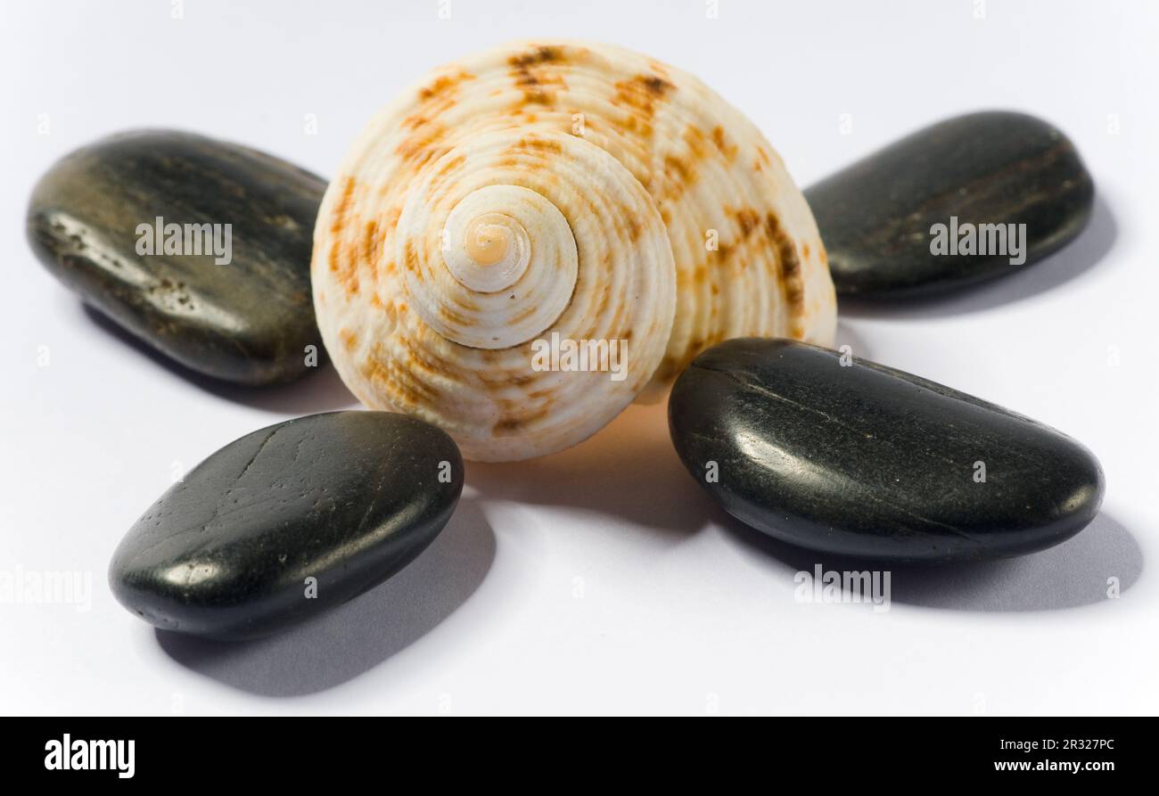 Snail shell shell and stones Stock Photo - Alamy