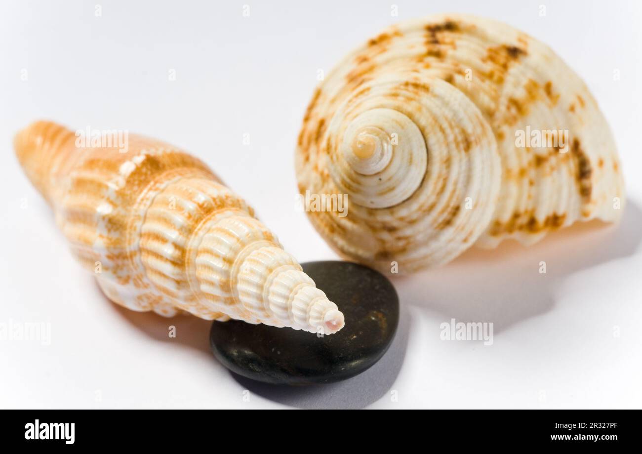 Snail shell shell and stones Stock Photo - Alamy