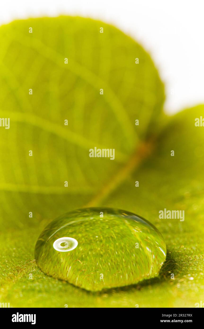 Leaf with drop Stock Photo - Alamy