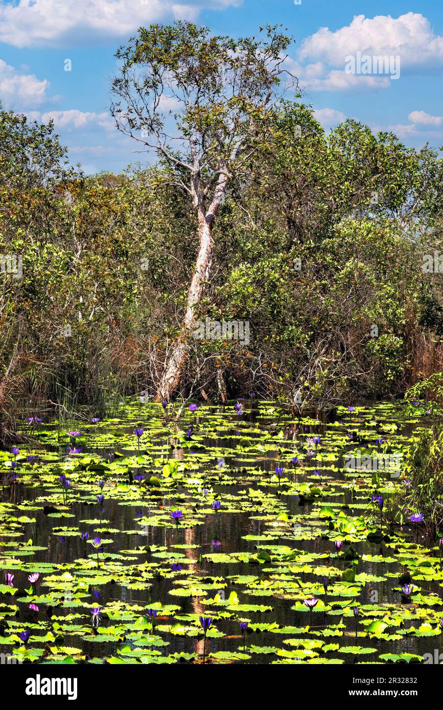 Marshland at Rayong Botanical Garden with lotus flowers, shrubs, and ...
