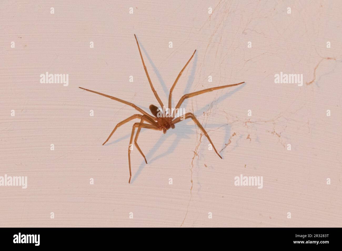 Loxosceles rufescens, Mediterranean Recluse Spider Stock Photo - Alamy