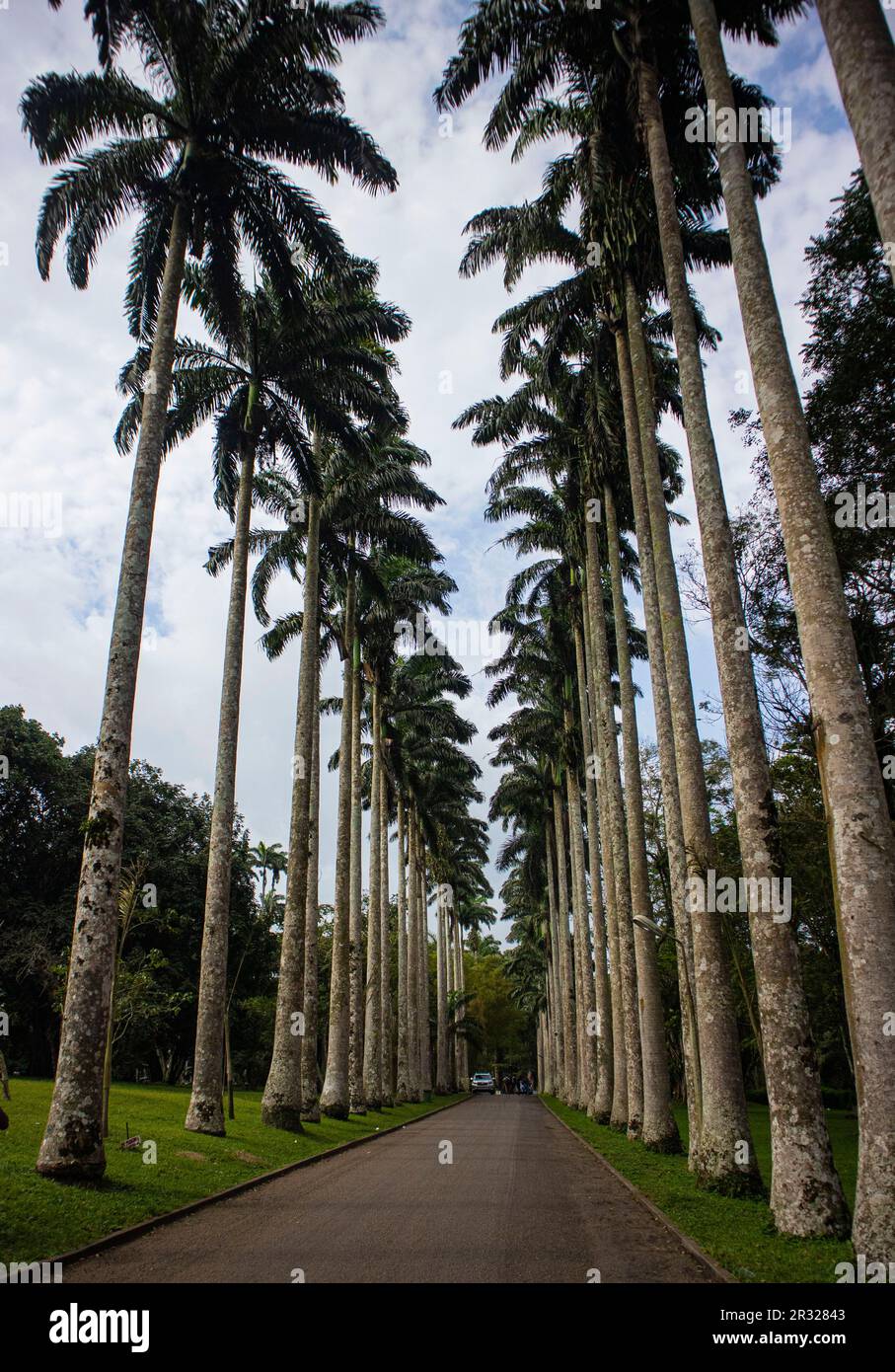 A road disappearing into the distance book ended by palm trees all the ...