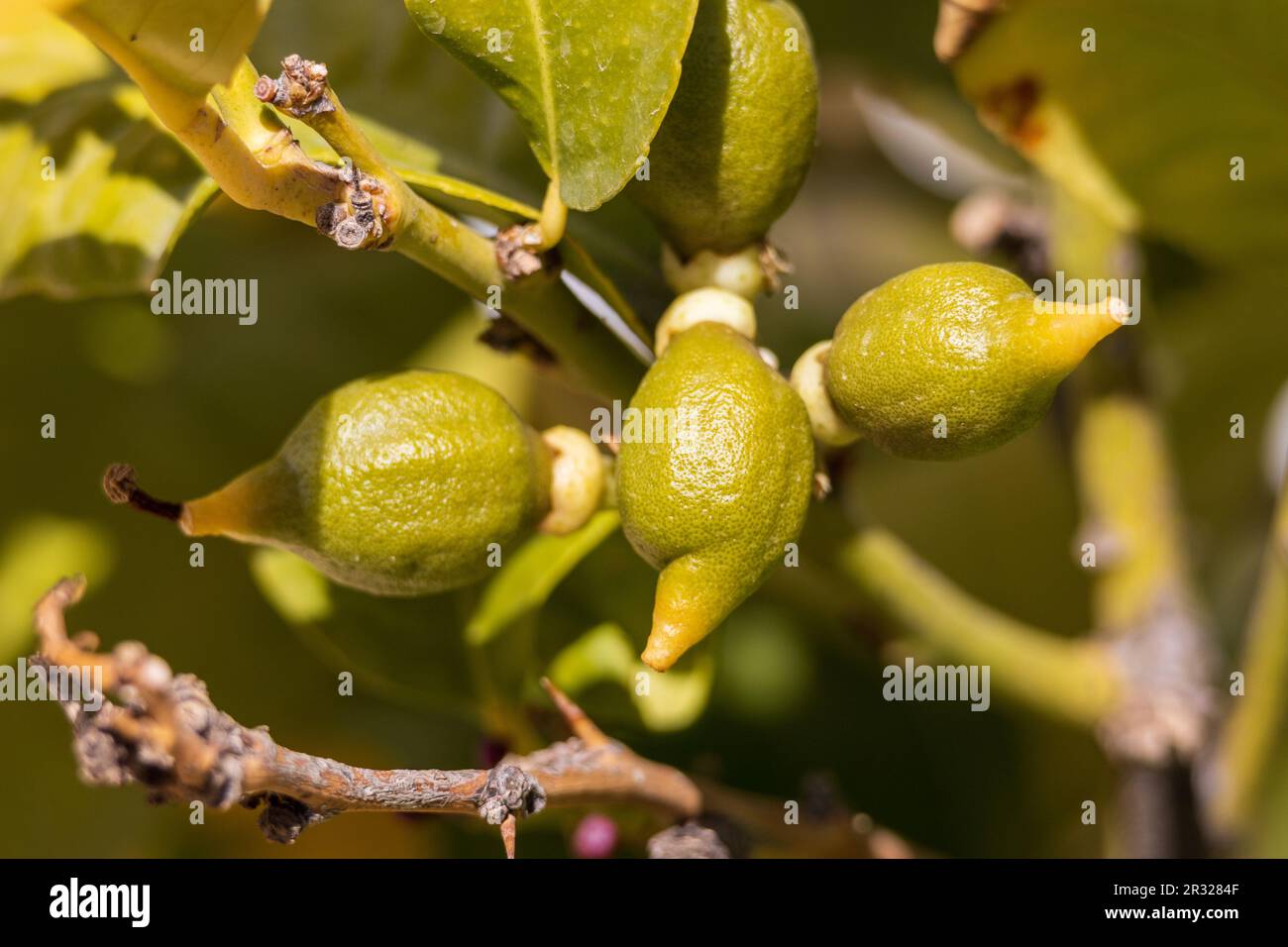 Citrus limon fruit just forming hi-res stock photography and images - Alamy