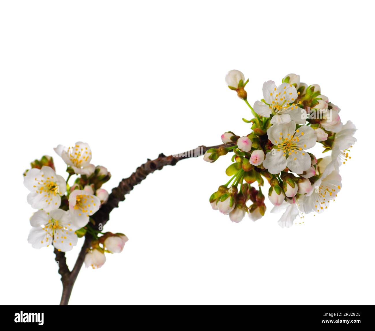 White cherry blossom orchard Cut Out Stock Images & Pictures - Alamy