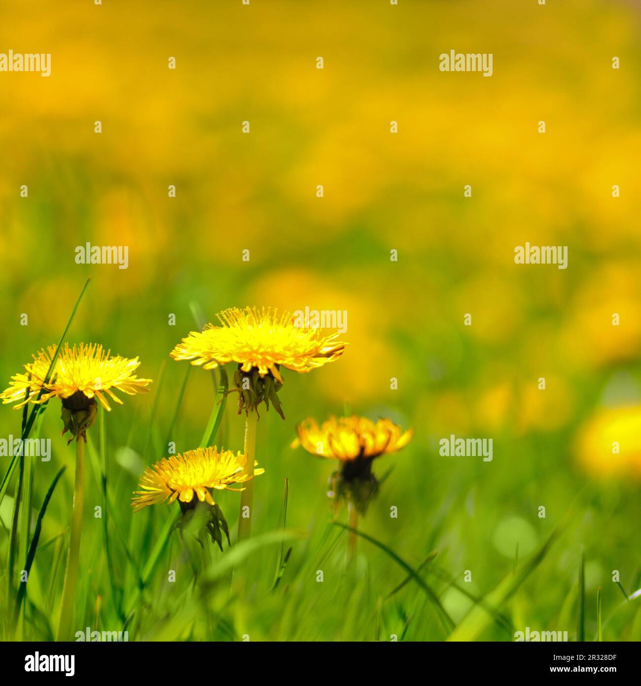 Dandelion field hi-res stock photography and images - Alamy