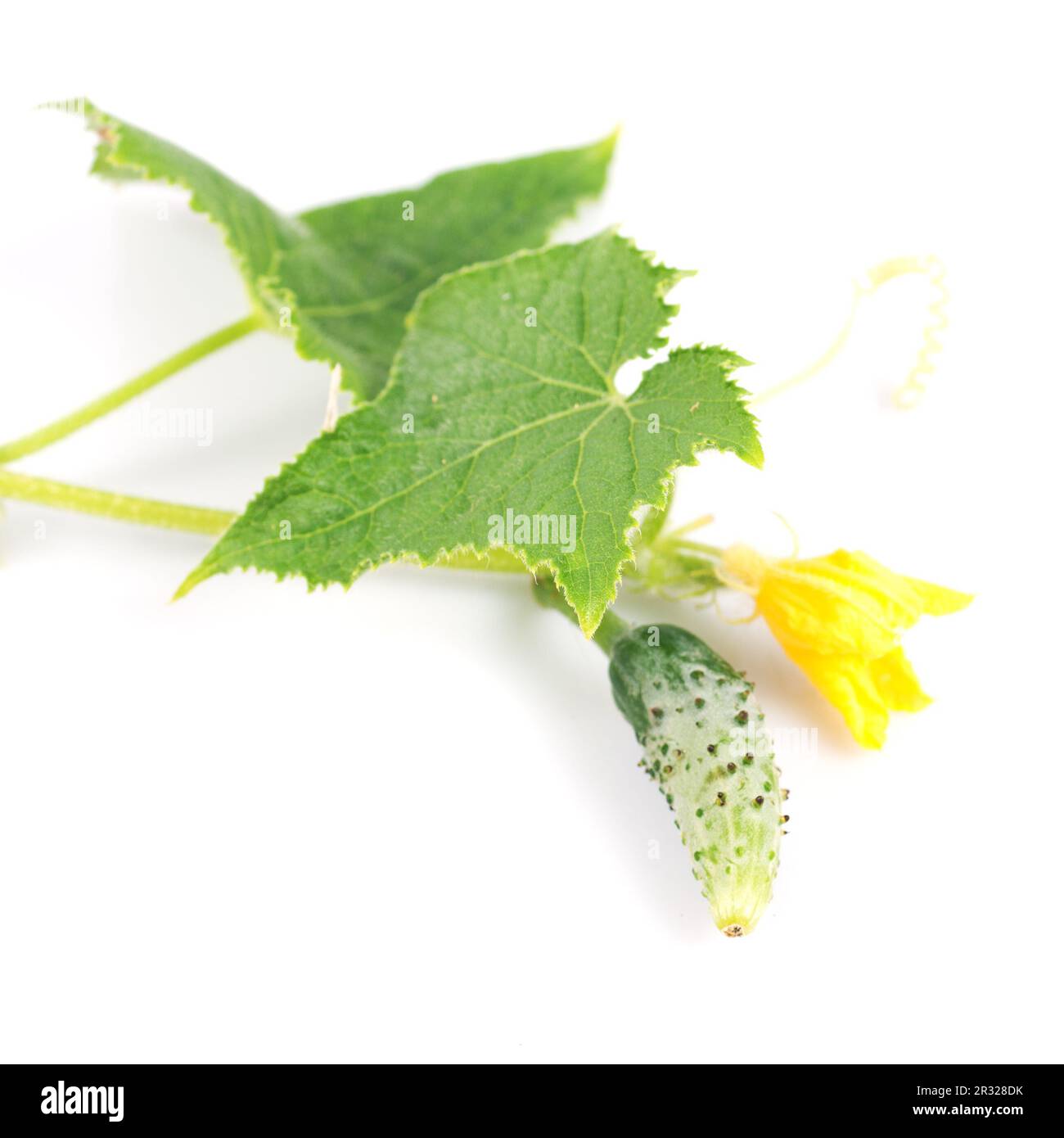 Cucumber leaf isolated hi-res stock photography and images - Alamy