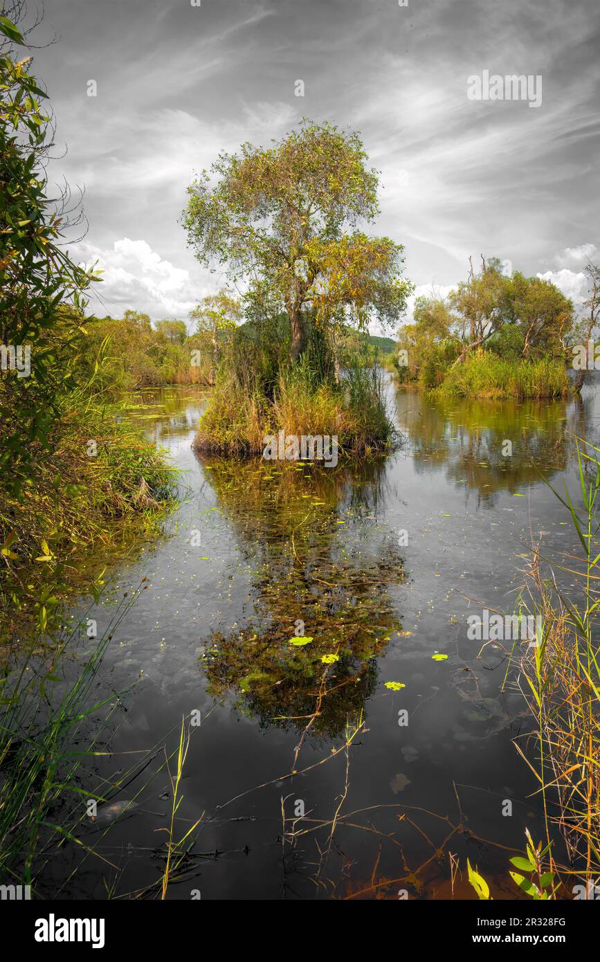 Marshland at Rayong Botanical Garden with lotus flowers, shrubs, and ...