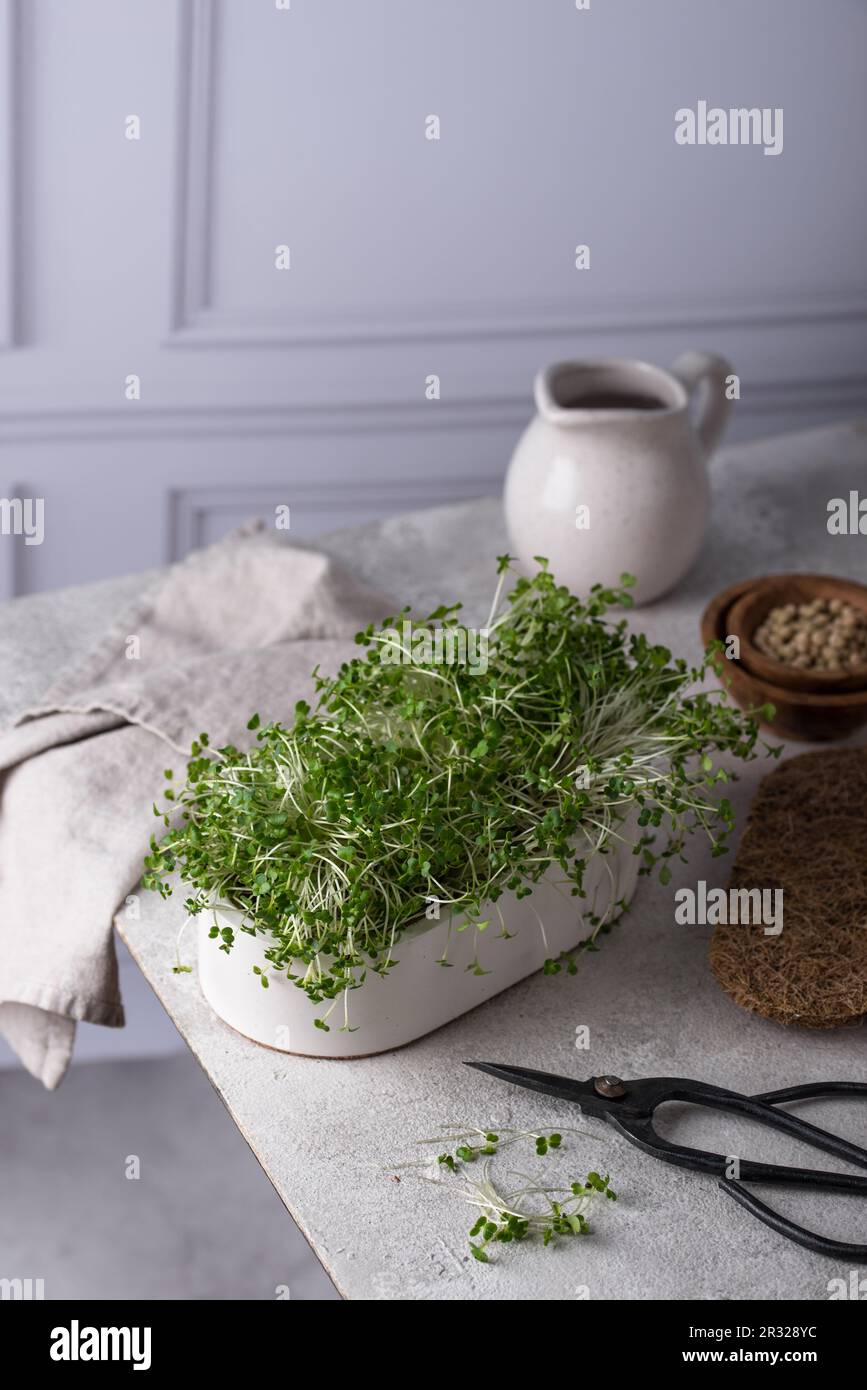Microgreen containers hi-res stock photography and images - Alamy