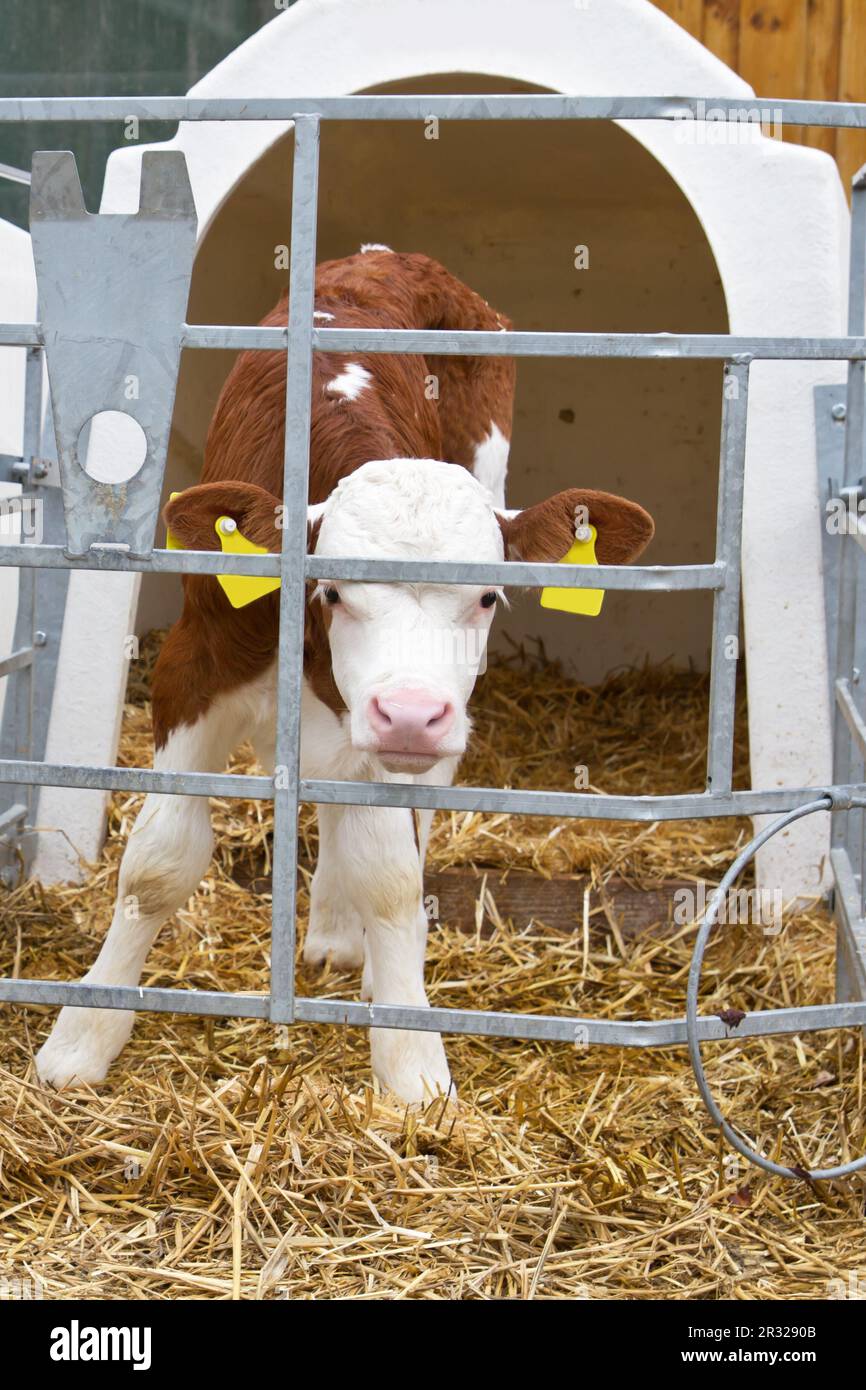 Calf hey hi-res stock photography and images - Alamy