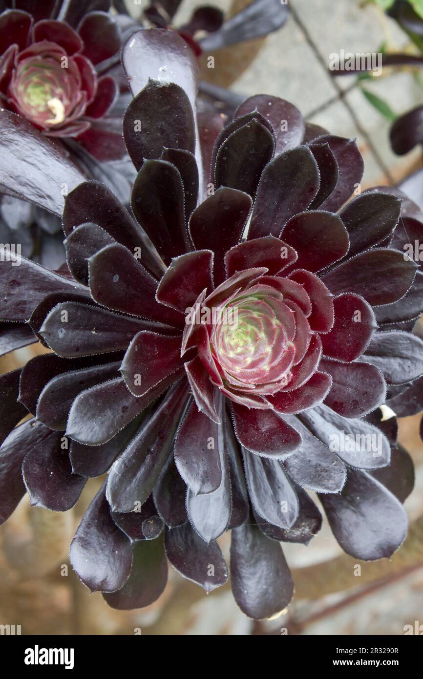 Rosette thick leaf (aeonium arboreum Stock Photo - Alamy