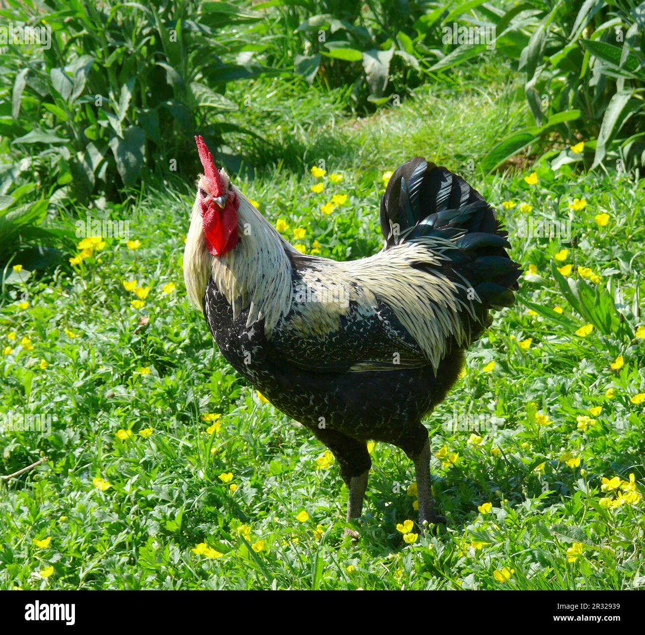 Gallus gallus gallus hi-res stock photography and images - Alamy