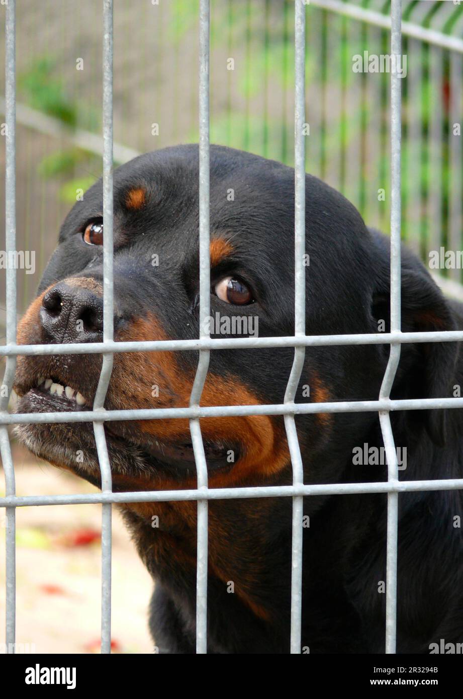 Canis familiaris rottweiler hi-res stock photography and images - Alamy
