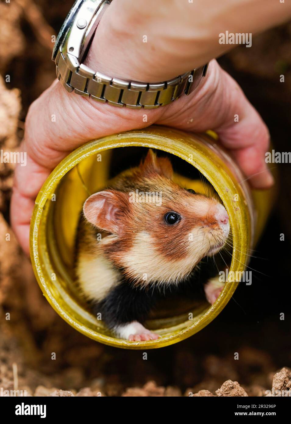 Field hamsters hi-res stock photography and images - Alamy