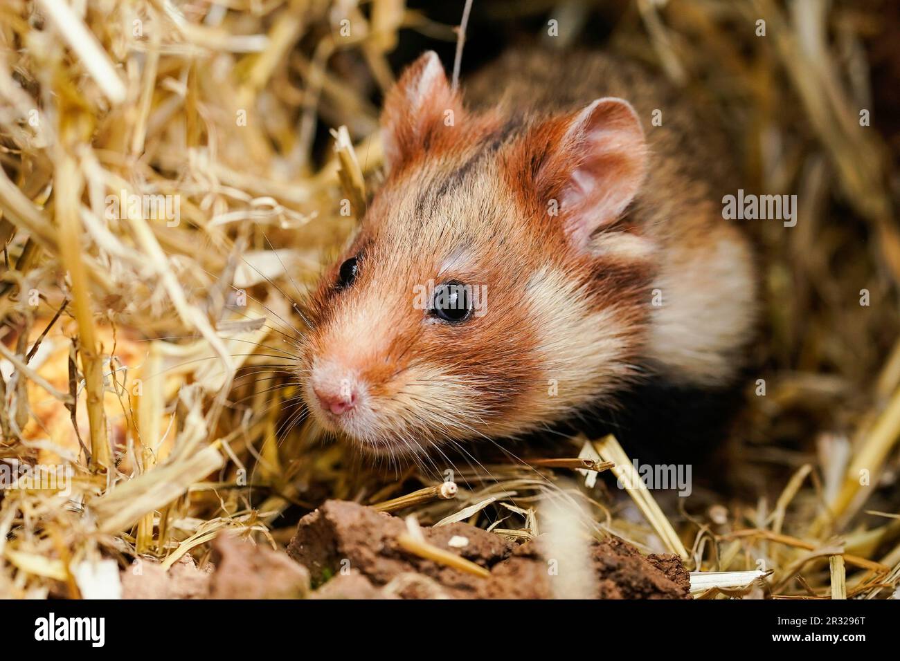 Mannheim, Germany. 22nd May, 2023. A field hamster (Cricetus cricetus ...