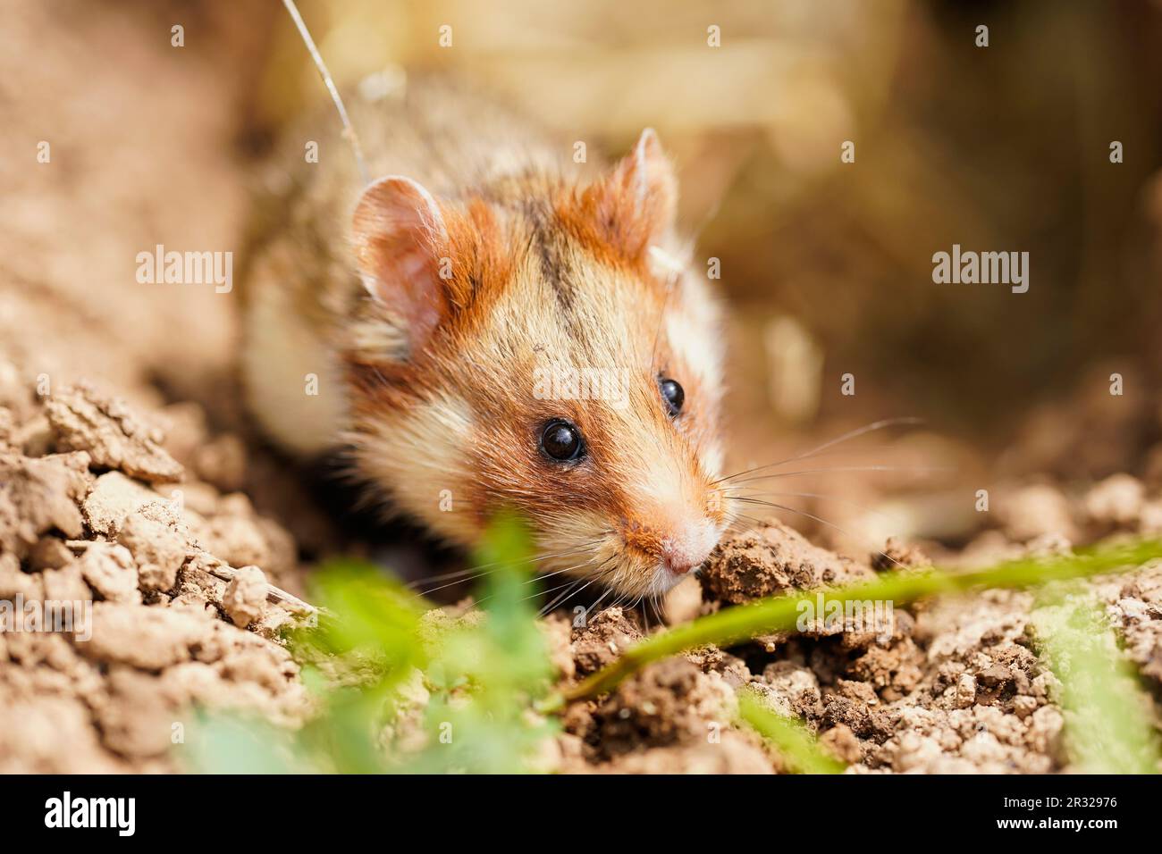 Mannheim, Germany. 22nd May, 2023. A field hamster (Cricetus cricetus ...