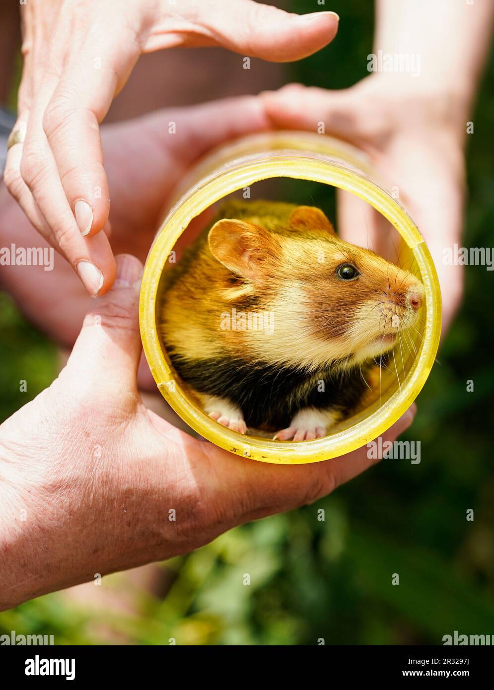 Mannheim, Germany. 22nd May, 2023. A field hamster (Cricetus cricetus ...