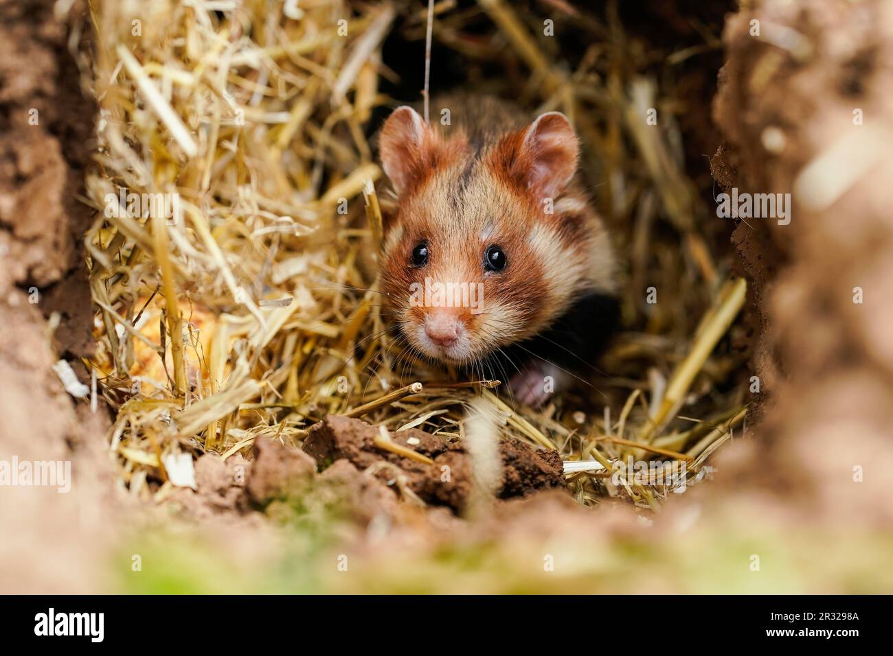 Mannheim, Germany. 22nd May, 2023. A field hamster (Cricetus cricetus ...