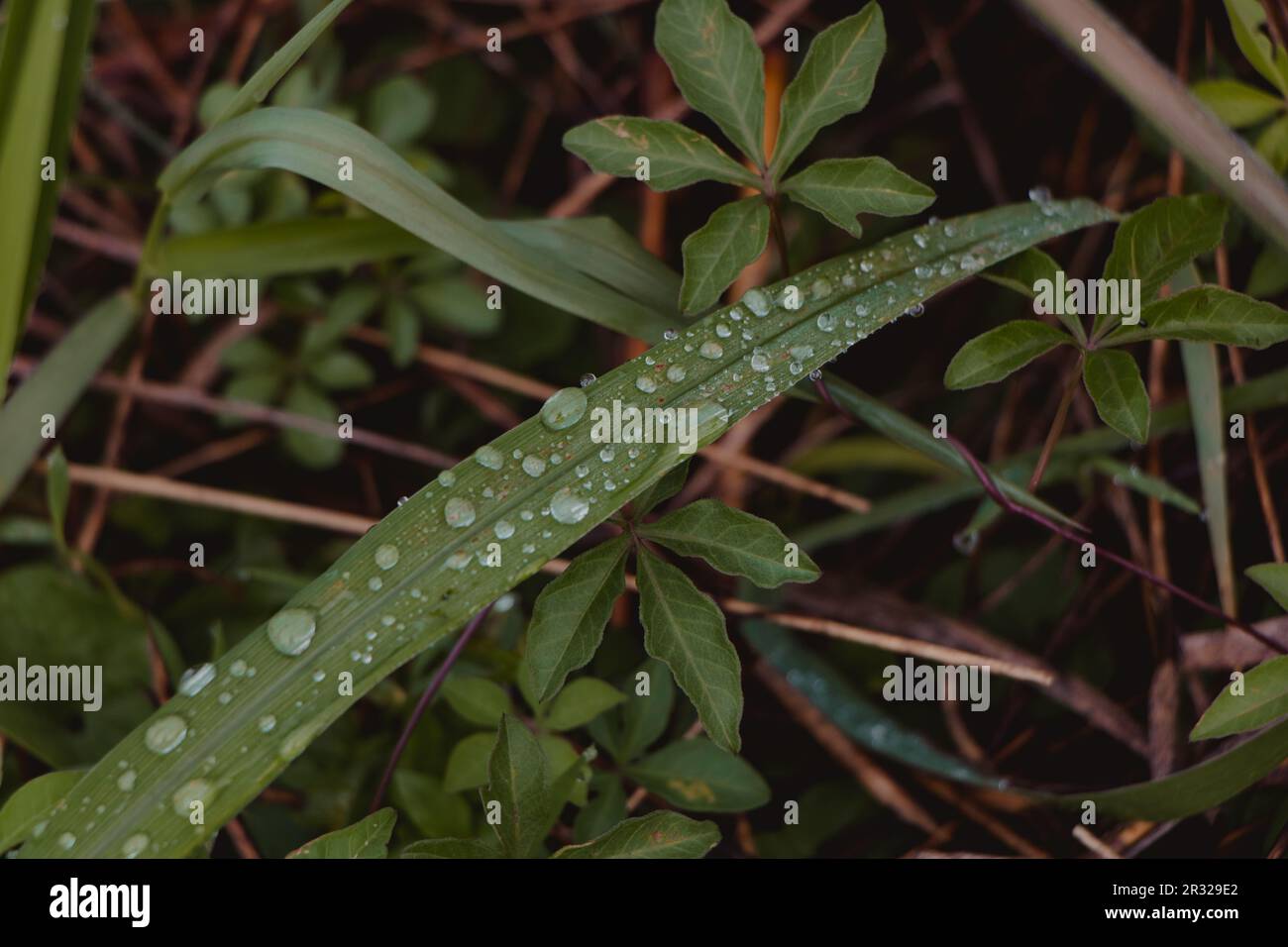 Dews on green grass hi-res stock photography and images - Alamy
