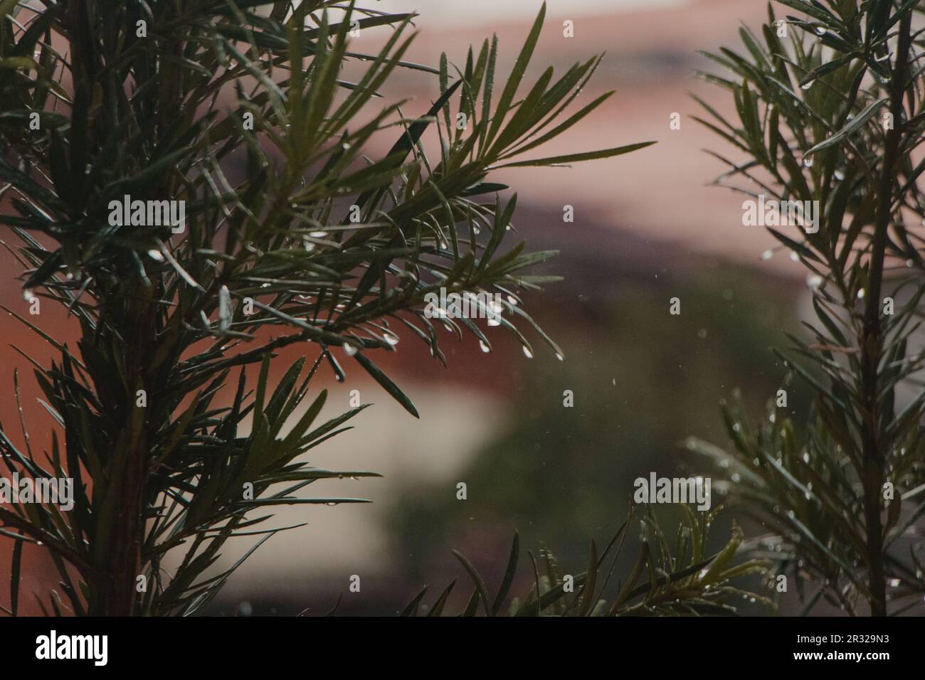 Rainwater drops on leaves hi-res stock photography and images - Alamy