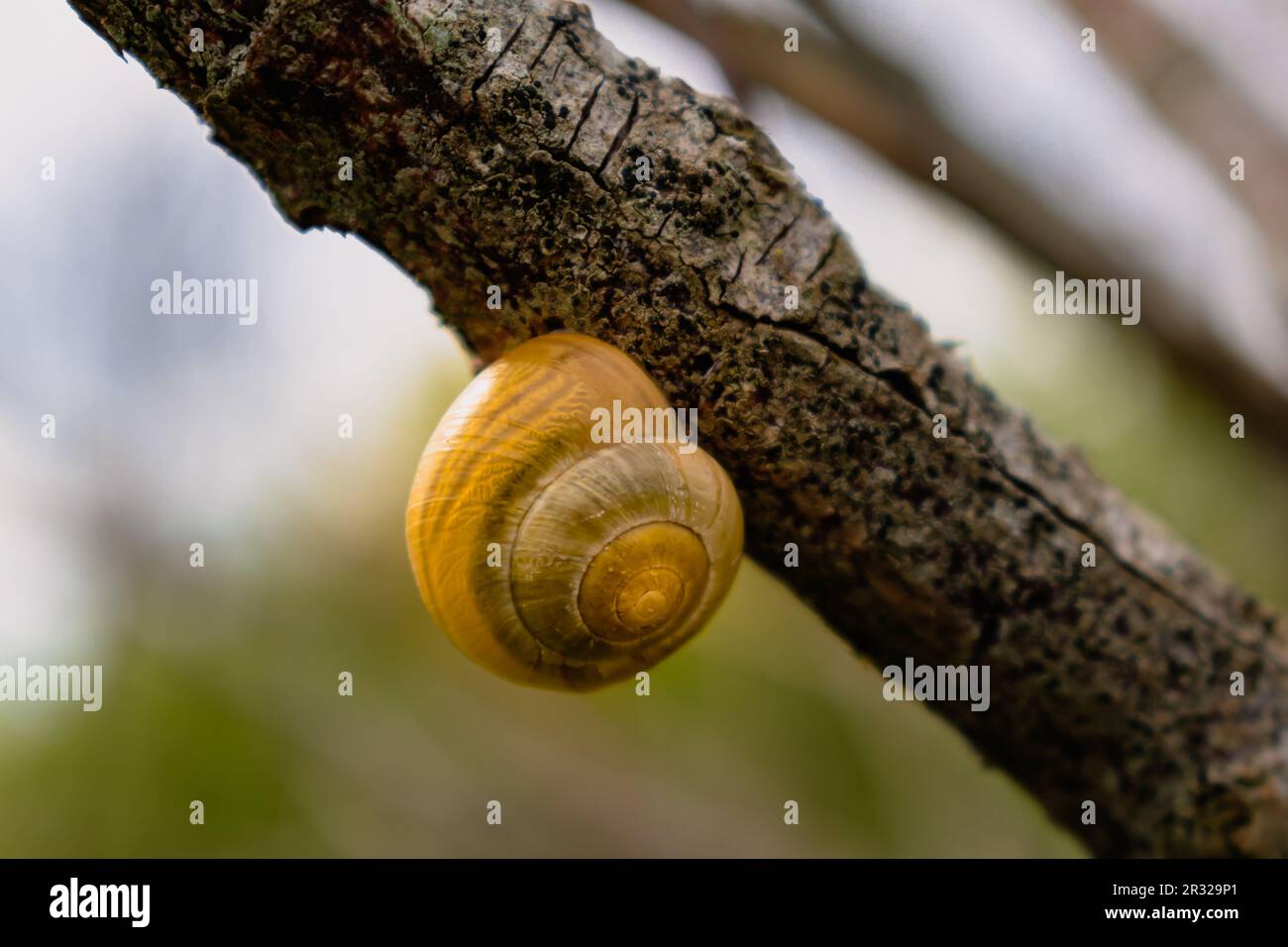 Cute yellow snail clinging to a tree branch, cepaea nemoralis Stock ...