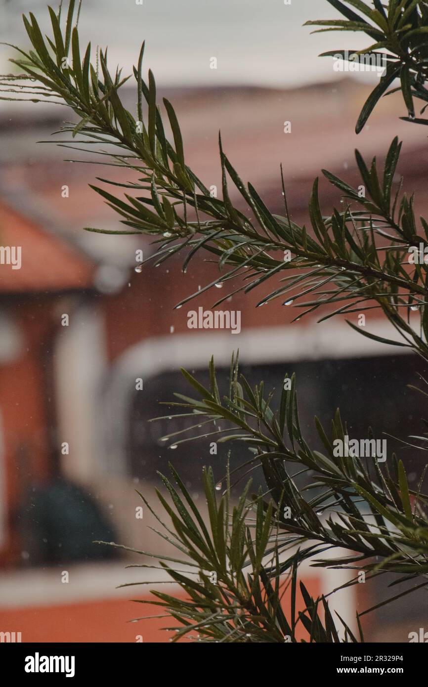 Raining on bush hi-res stock photography and images - Alamy