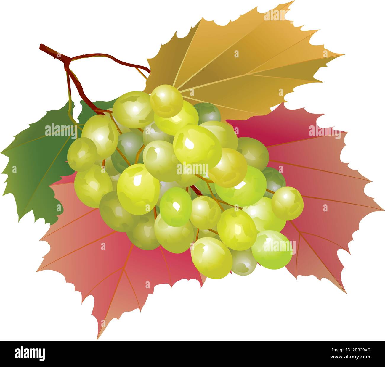 Cluster of grapes with leaves Stock Photo - Alamy