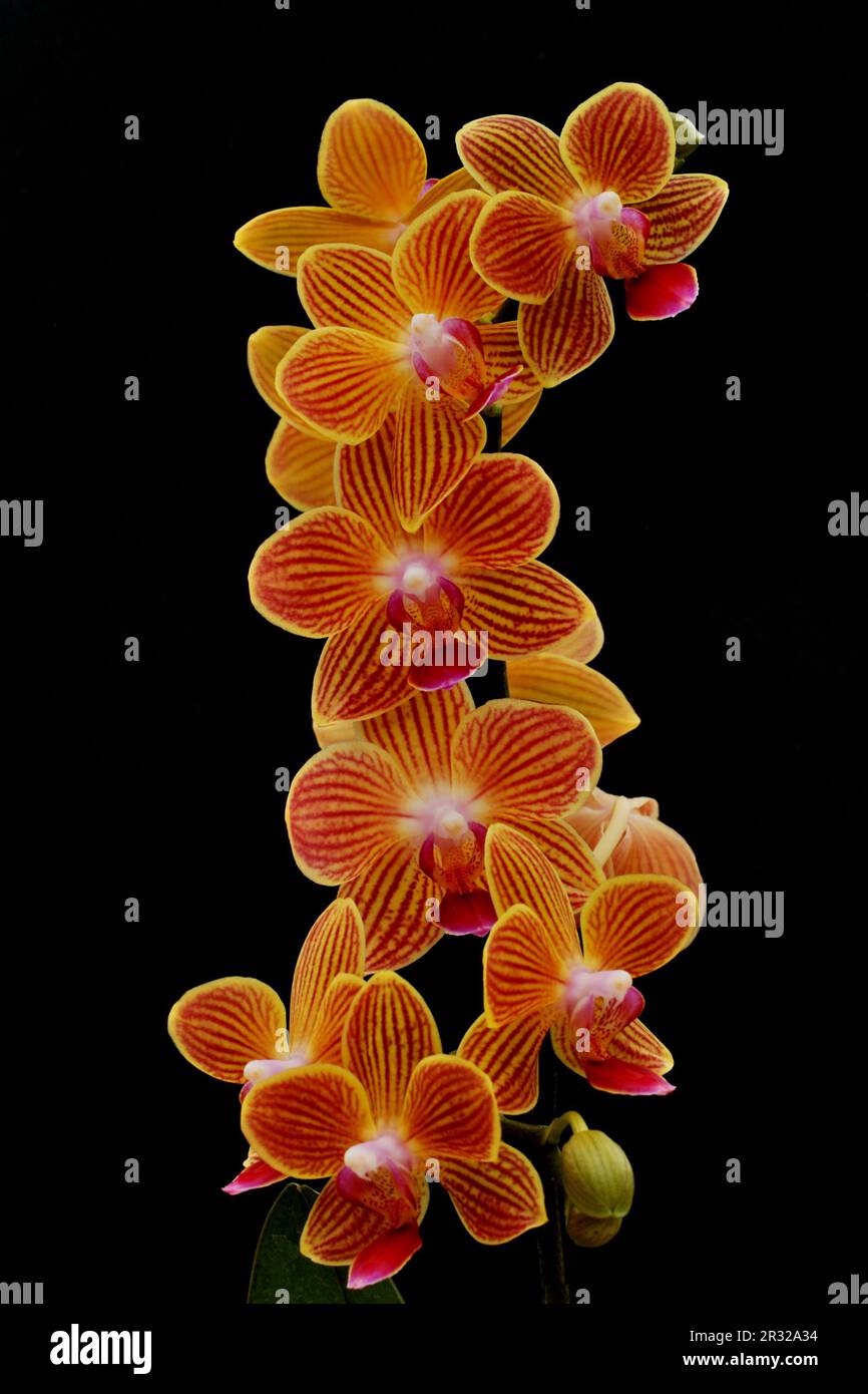 Pretty pink orchids hi-res stock photography and images - Alamy