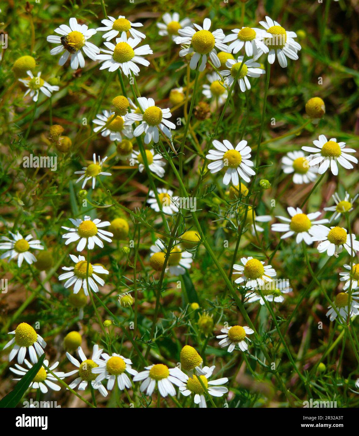 Kamille matricaria hi-res stock photography and images - Alamy