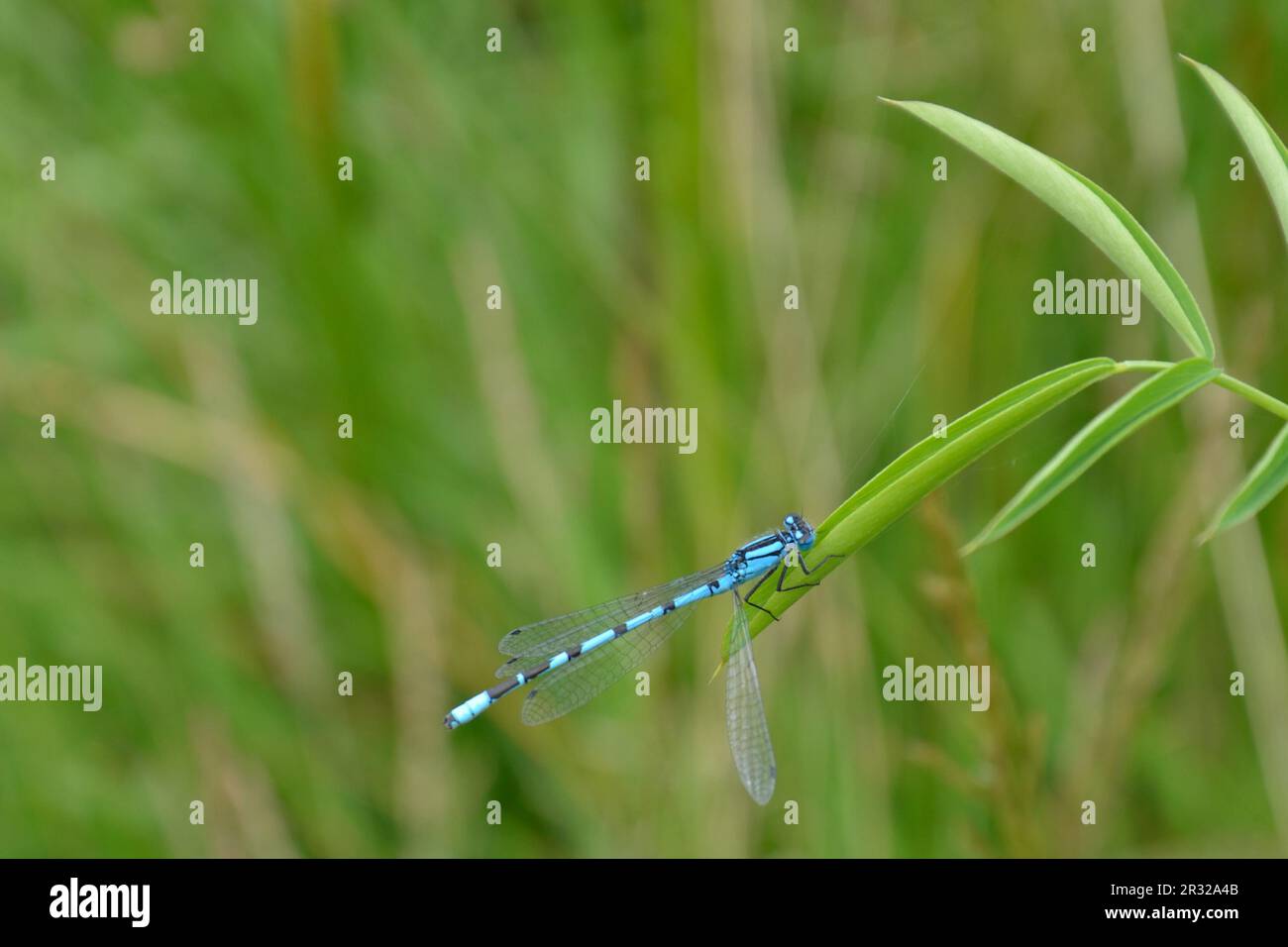 Dragon colour hi-res stock photography and images - Alamy