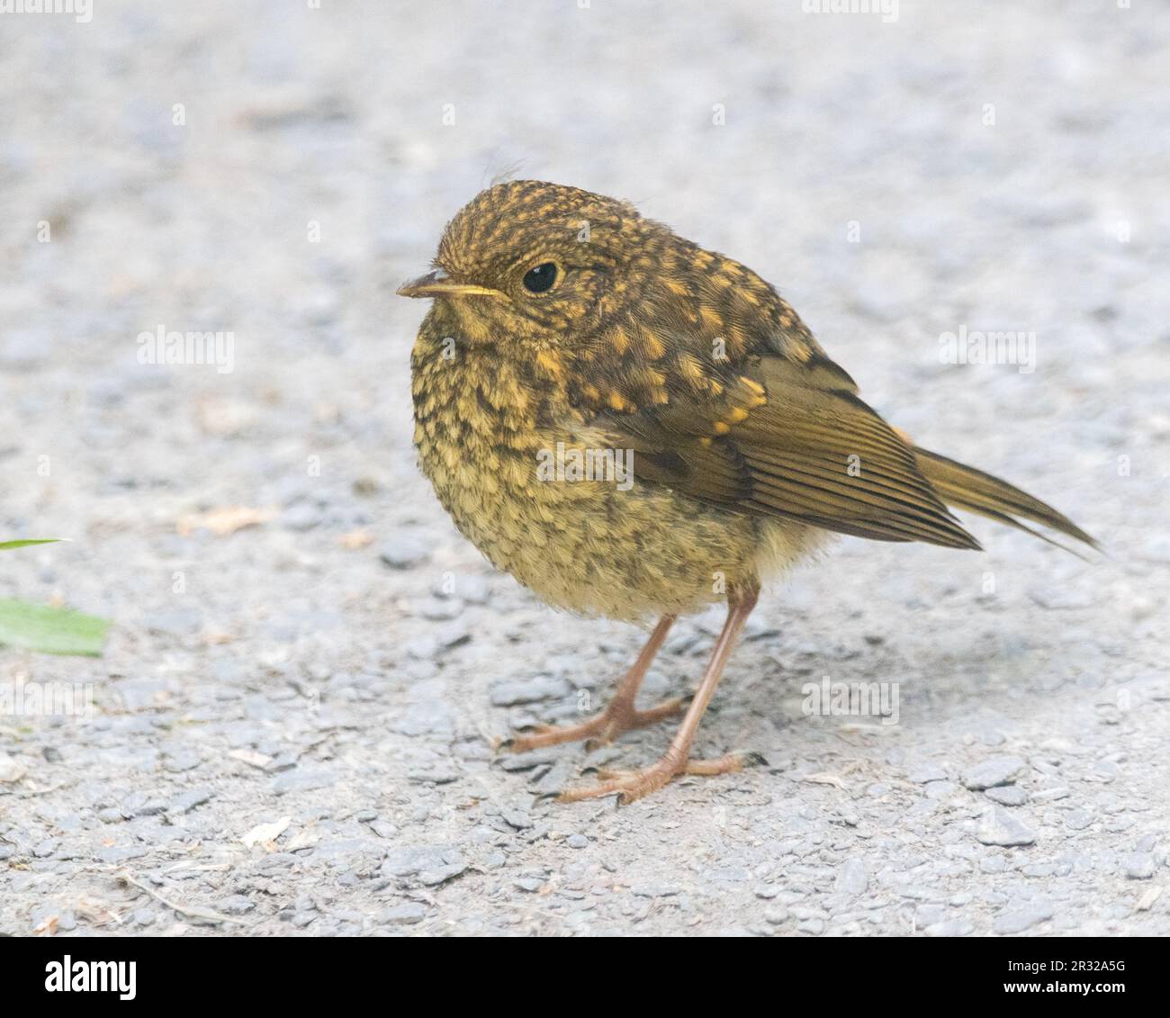 Juvenile robin hi-res stock photography and images - Alamy