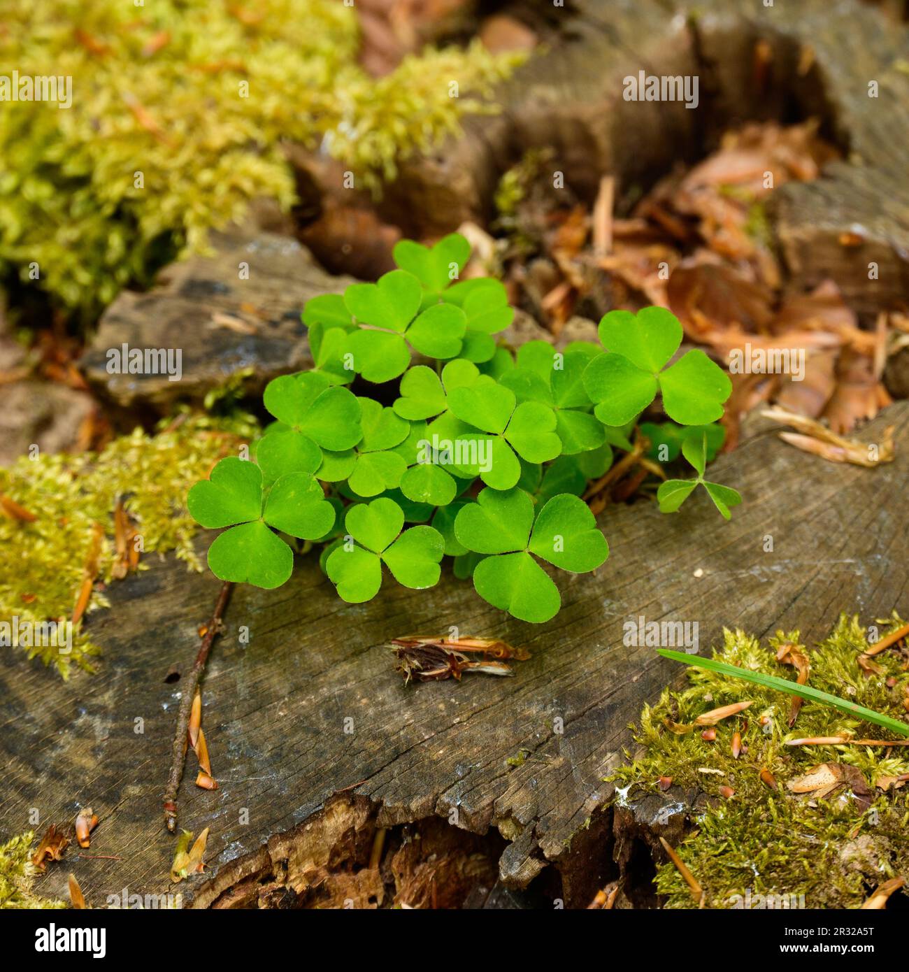 Clover and stumps Stock Photo - Alamy