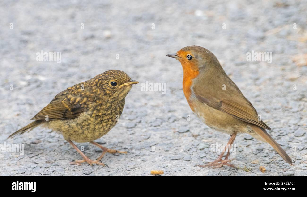 Robin parent hi-res stock photography and images - Alamy