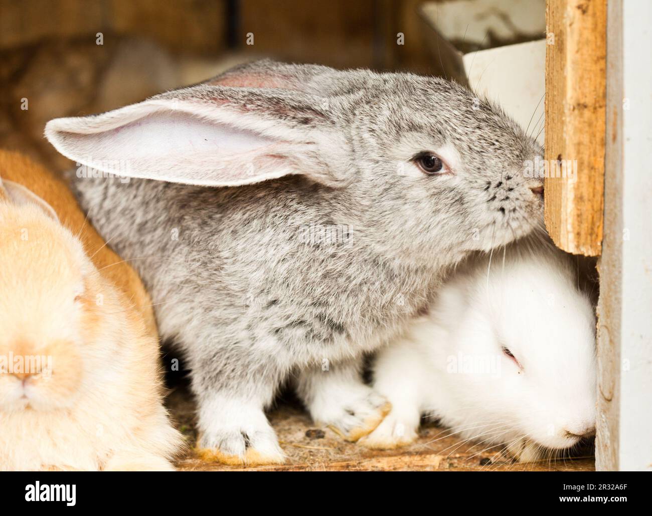 Rabbit droppings hi-res stock photography and images - Alamy