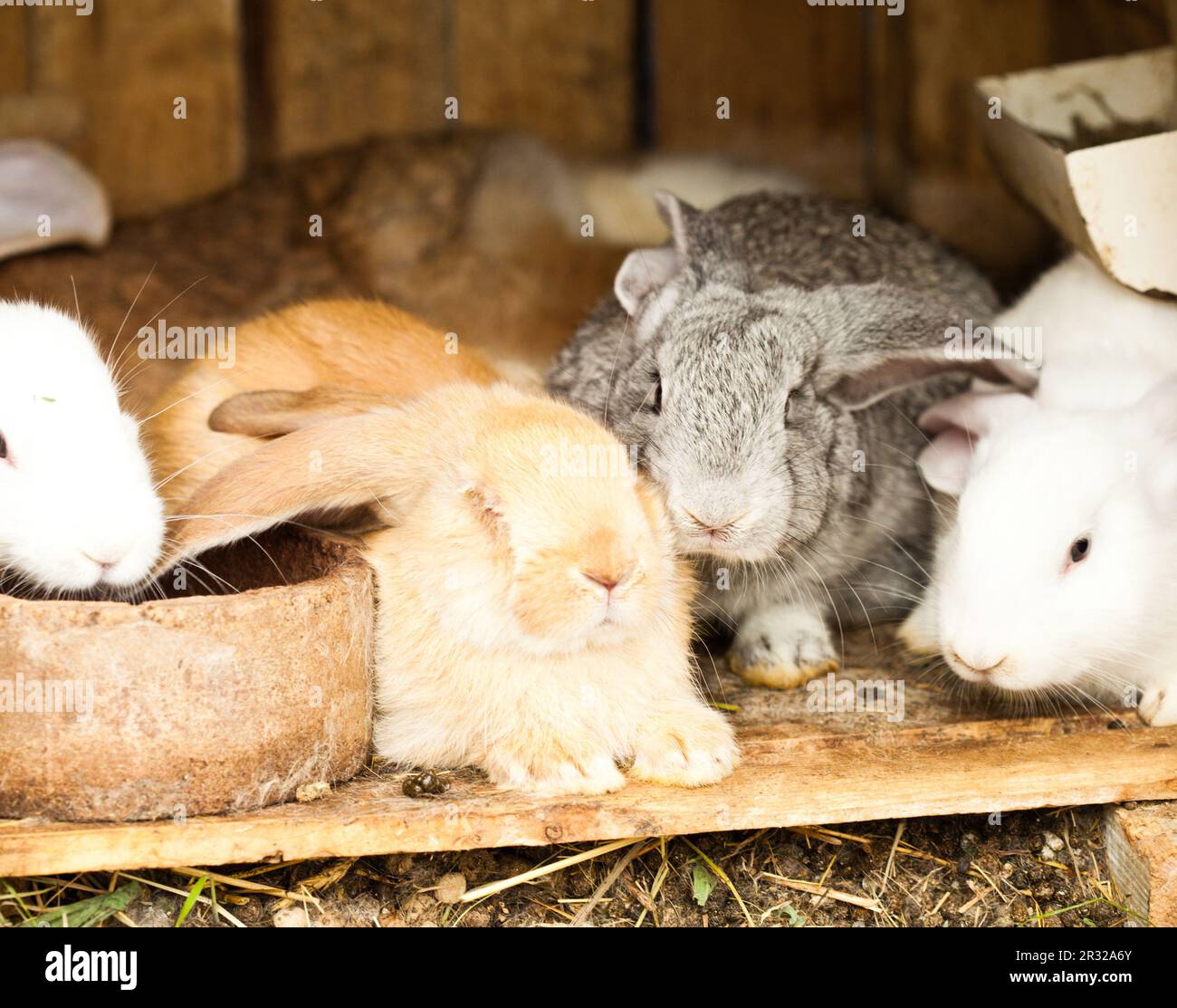 Hutch hi-res stock photography and images - Alamy