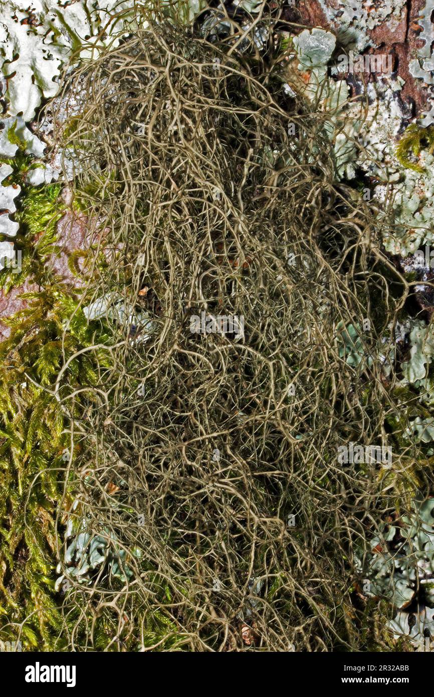 Fruticose lichen found on trees hi-res stock photography and images - Alamy
