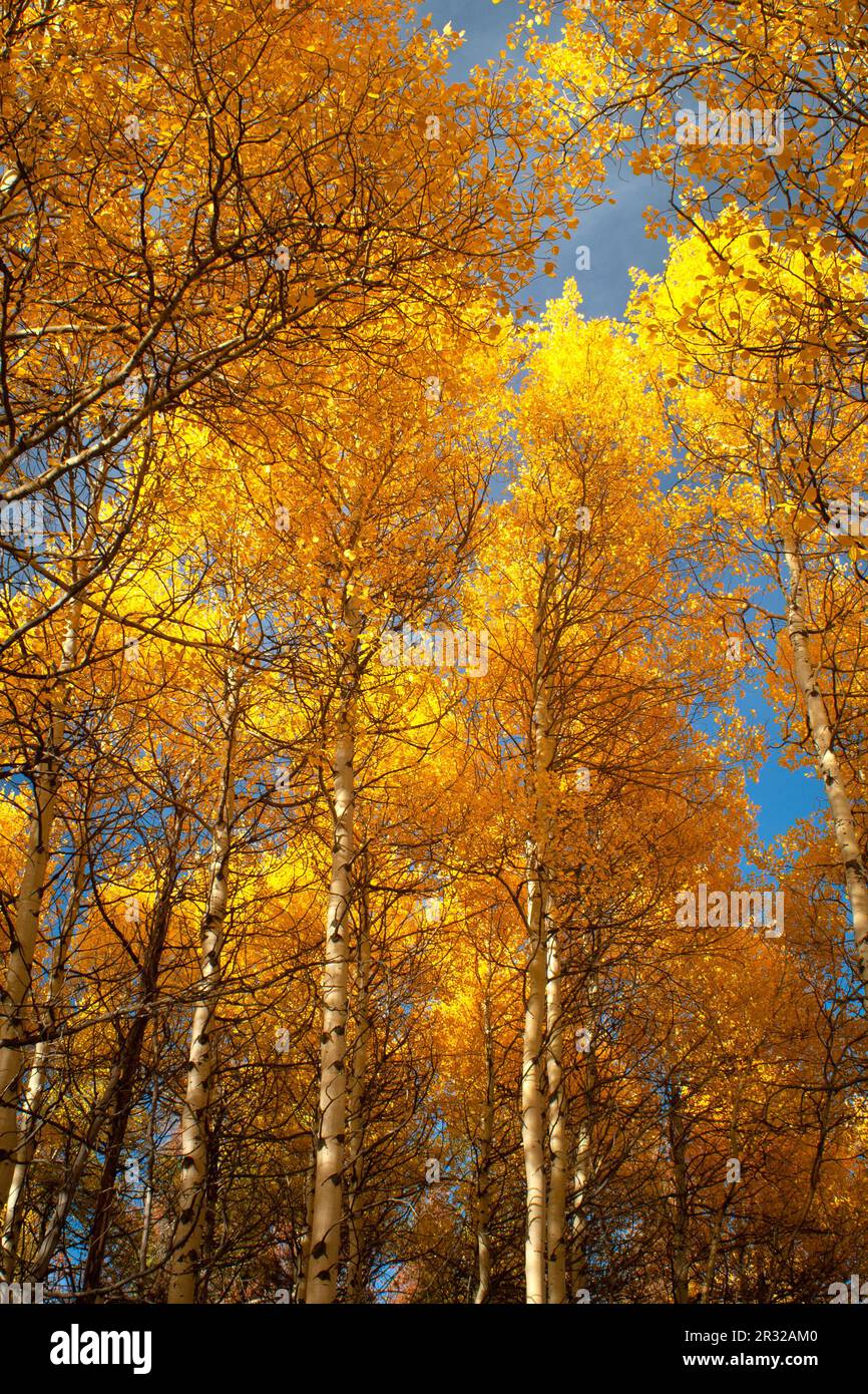Fall aspens looking up hi-res stock photography and images - Alamy